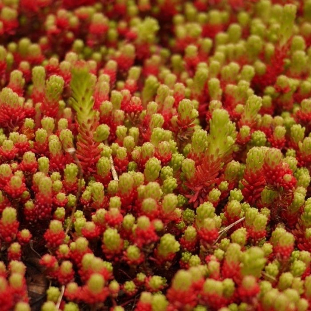 Sedum Lydium | Dense Carpet Stonecrop Succulent, Evergreen - Etsy