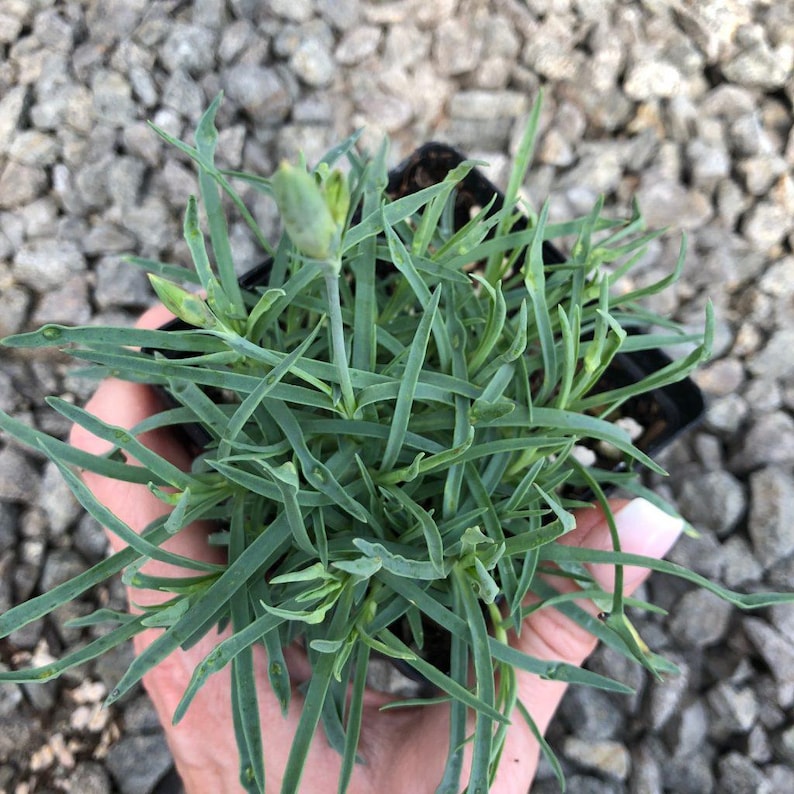 Dianthus 'tiny Rubies' | Compact Pink Sweet William | Fragrant ...