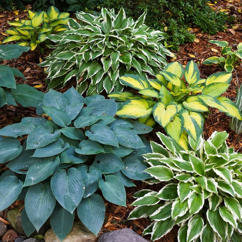 Hosta - 5-10 Different Hosta Varieties | Grower's Choice Selection - Etsy