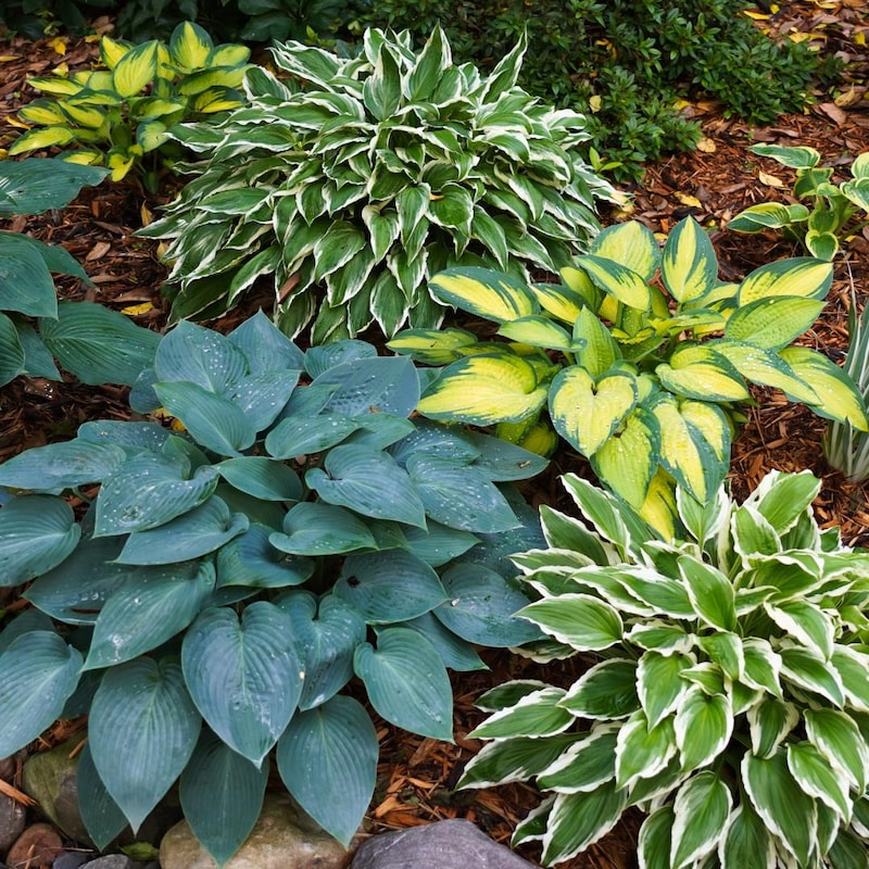 Rare Hostas - Etsy