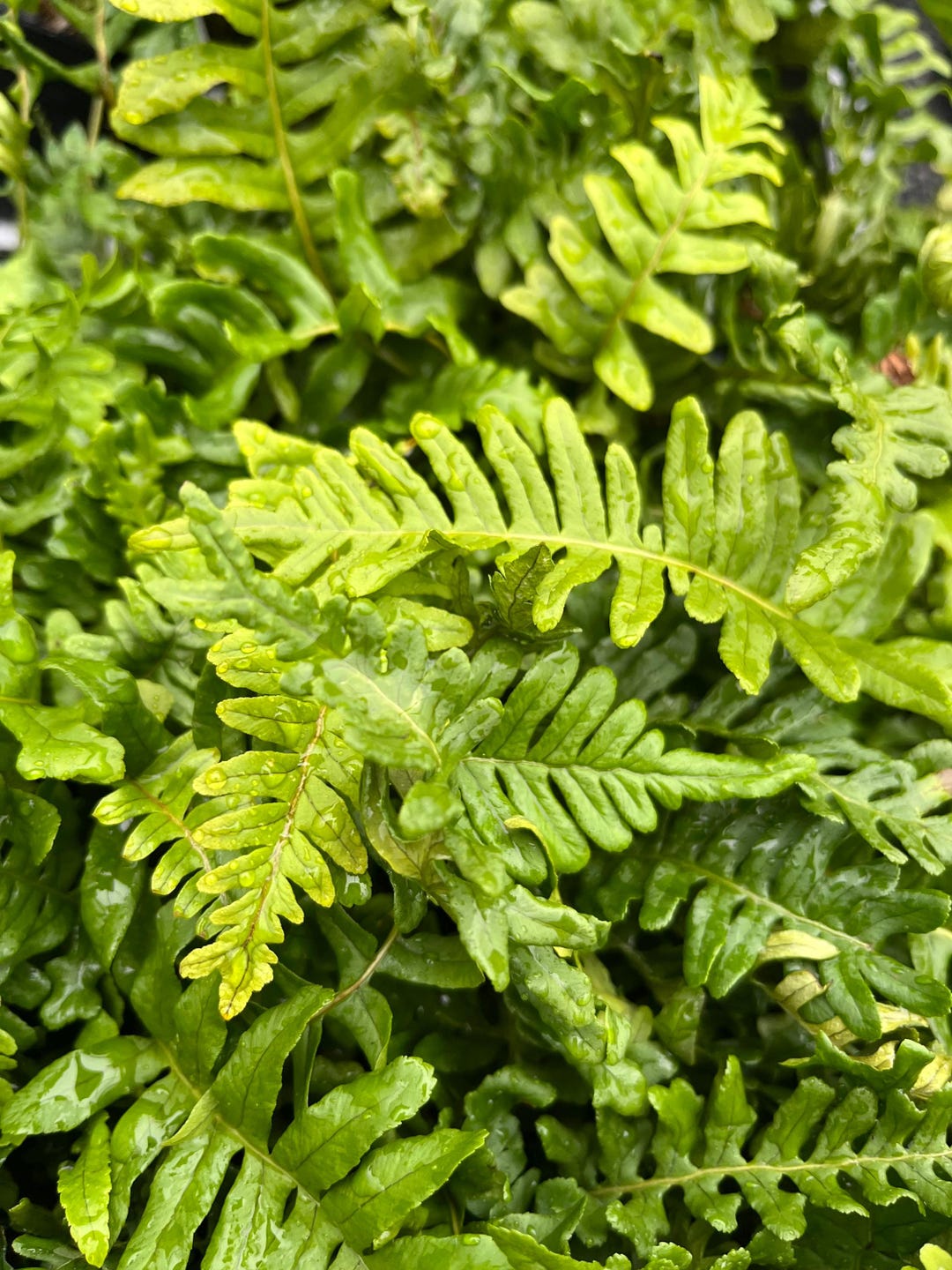 Polypodium Vulgare 'bifido Multifidum' | Common Polypody Fern ...