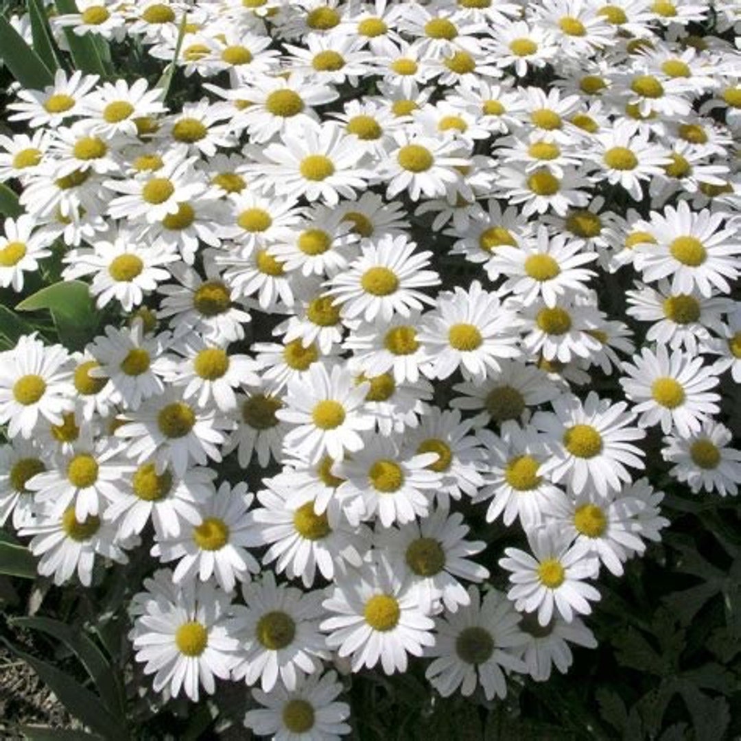 Shasta Daisy Dwarf Leucanthemumsnow Lady 6 Pot Fully Rooted Plant - Etsy
