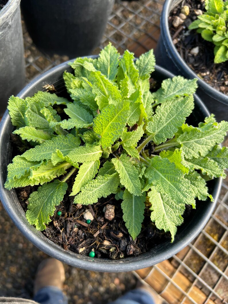 Salvia Nemorosa 'caradonna' | Deep Purple Flowering Perennial Sage ...