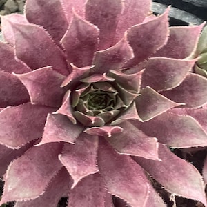 Sempervivum 'royal Ruby' | Ruby Red Hens and Chicks | Evergreen ...