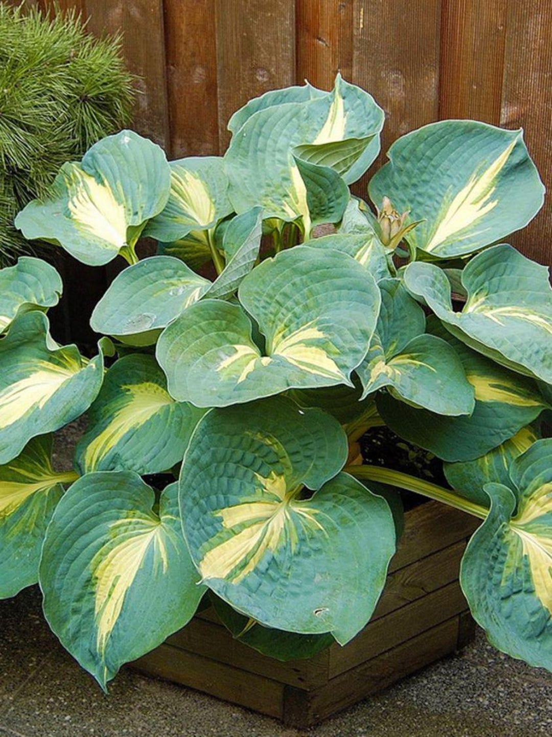 Hosta 'dream Queen' | Medium Variegated Plantain Lily - Etsy