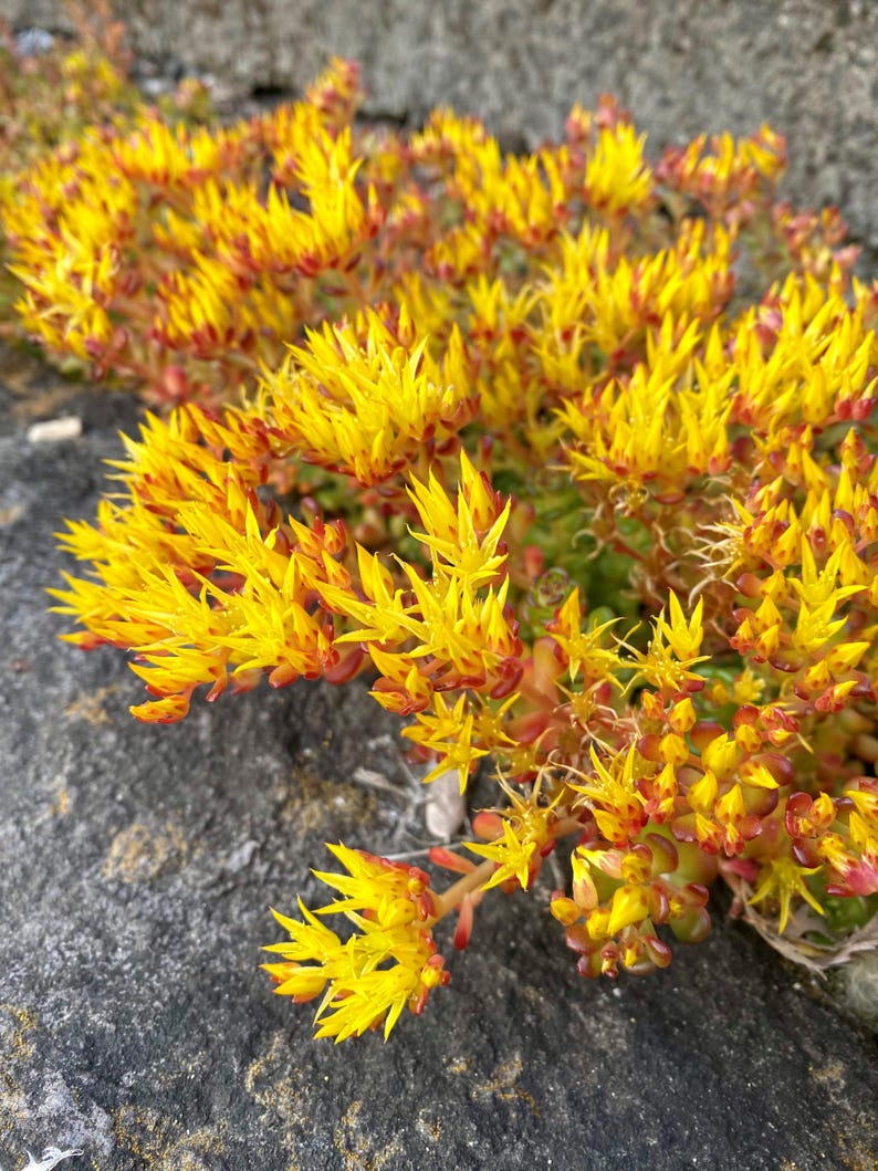 Sedum Oreganum | Pacific Native Stonecrop, Evergreen - Etsy