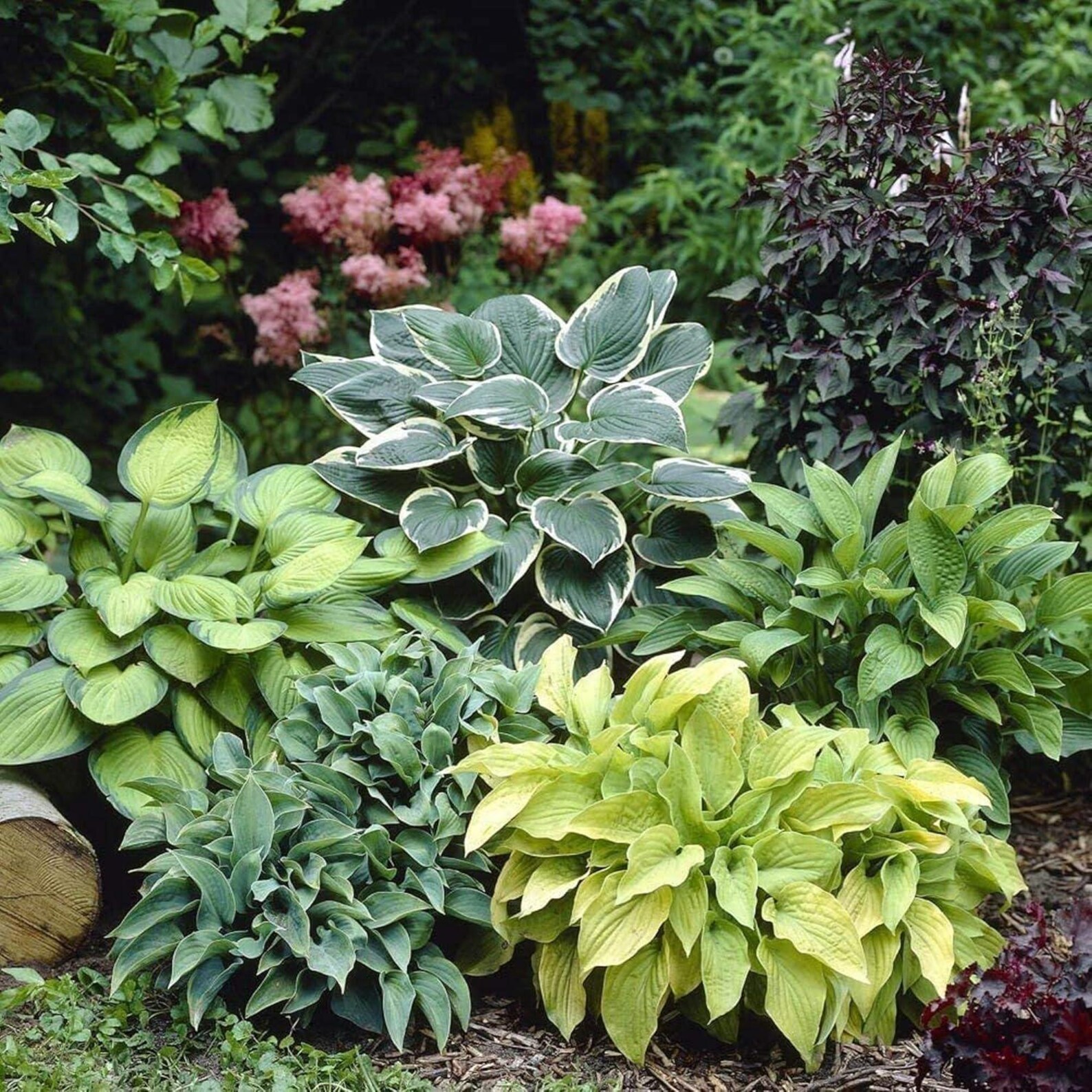 Hosta - 5-10 Different Hosta Varieties | Grower's Choice Selection - Etsy