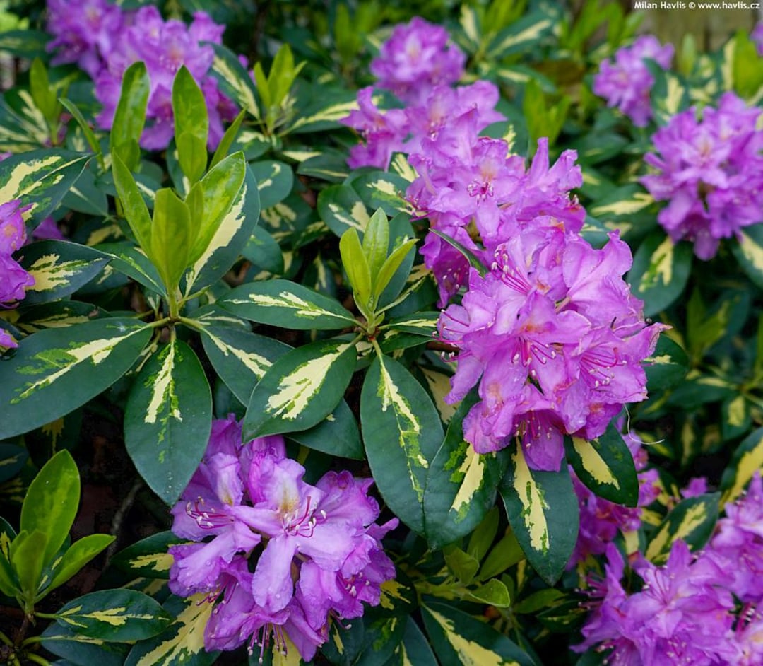 Rhododendron 'goldflimmer' | Variegated Foliage | Evergreen Flowering ...