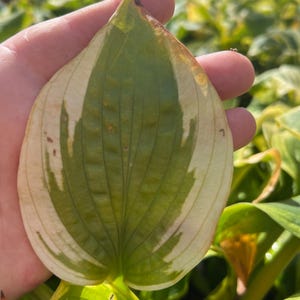 Hosta Velvet Moon, Small Variegated Hosta 1 Bareroot, Live Plant - Etsy