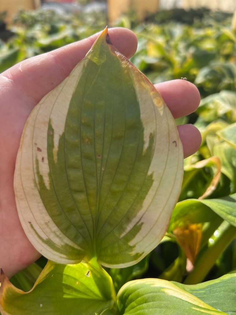 Hosta 'velvet Moon' | Medium Variegated Plantain Lily - Etsy