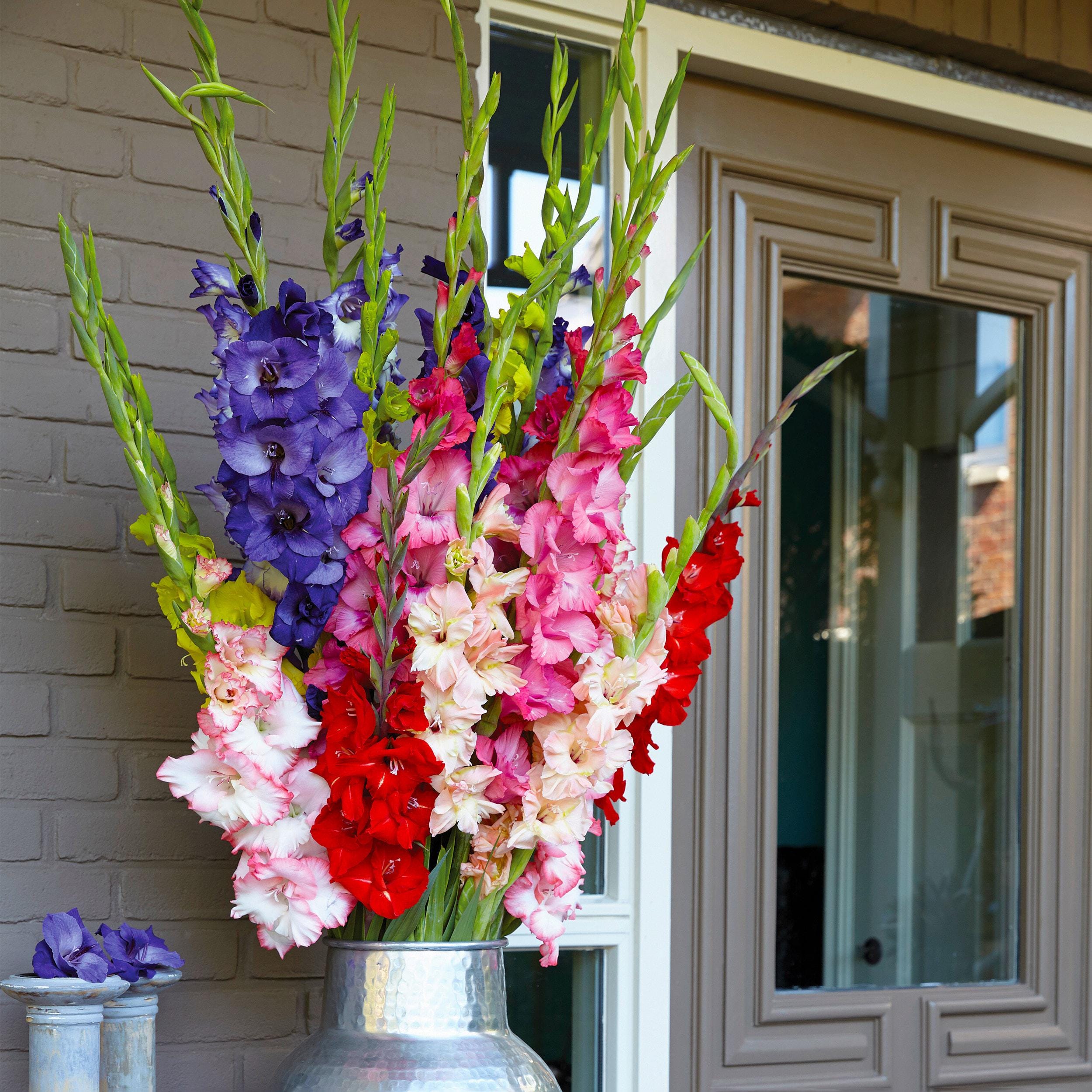 Gladiolus | 5-10 Different Tall Sword Lily Varieties | Grower's Choice ...