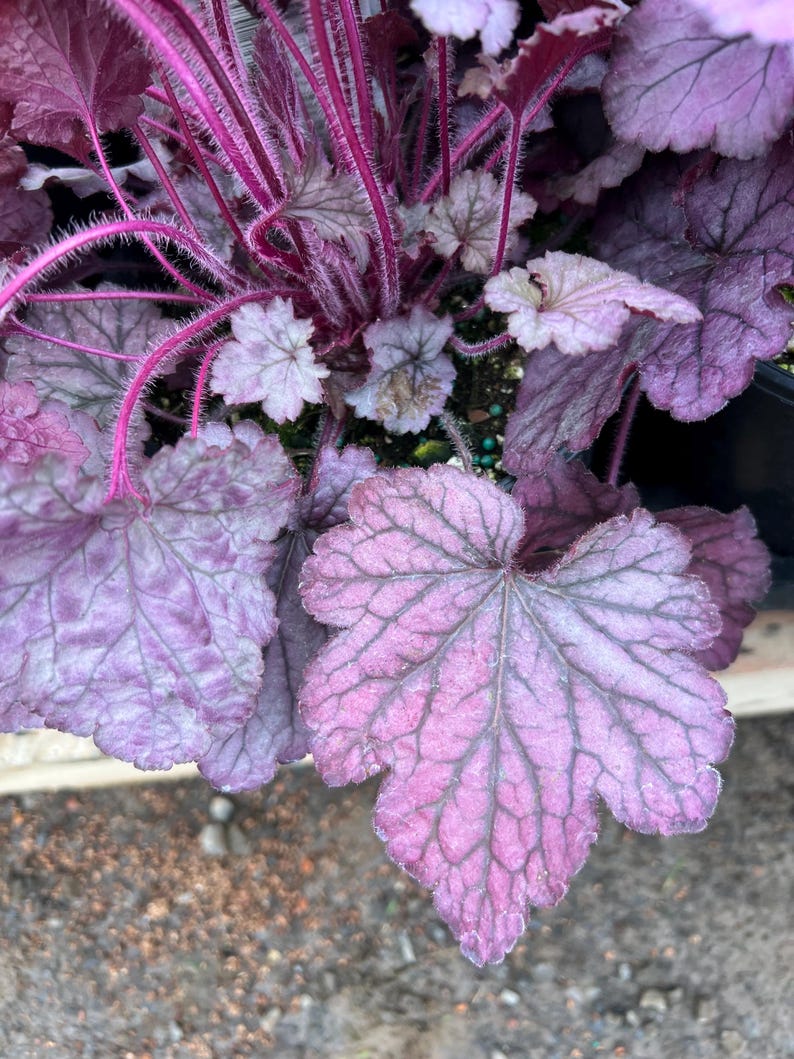 Heuchera 'spellbound' | Coral Bells, Semi-evergreen - Multiple Size ...