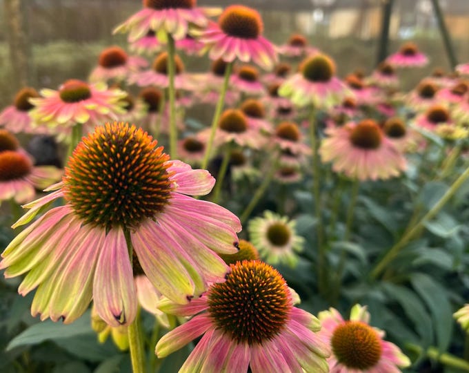 Echinacea KISMET Series | Coneflower | Perennial | Pollinator Magnet ...