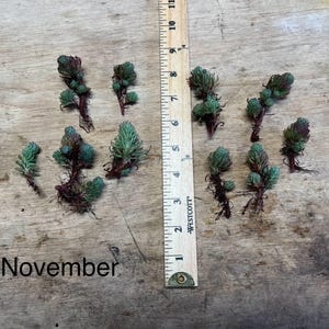 Sedum Oracle, Blue Feathery Stonecrop Succulent, Sedum Forsterianum ...