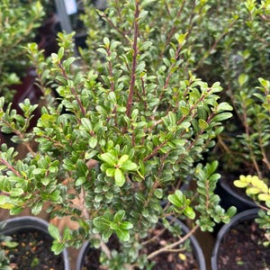 Ilex Crenata 'convexa' | Boxleaf Japanese Holly, Evergreen Shrub - 1 ...
