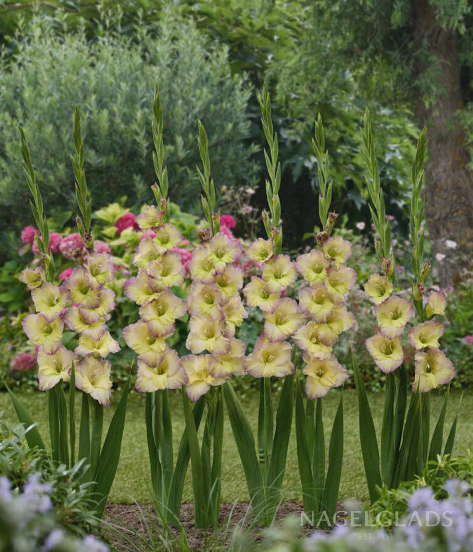 Gladiolus 'moonlight Shadows' | Bicolor Sword Lily, Tall Cut Flowers ...