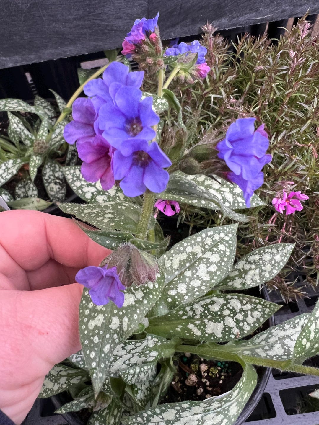 Pulmonaria 'trevi Fountain' | Multi-color Flowering Lungwort, Shade ...