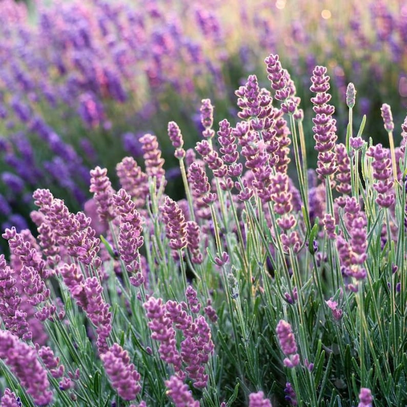 Lavandula Angustifolia 'hidcote Pink' | English Lavender, Fragrant ...