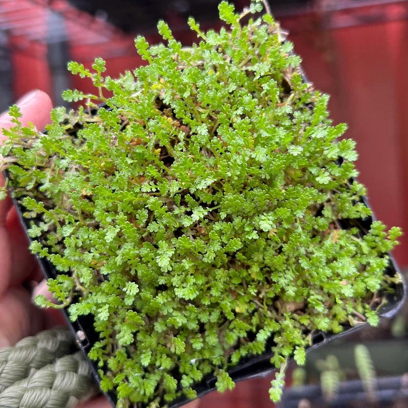 Miniature Fern - Etsy