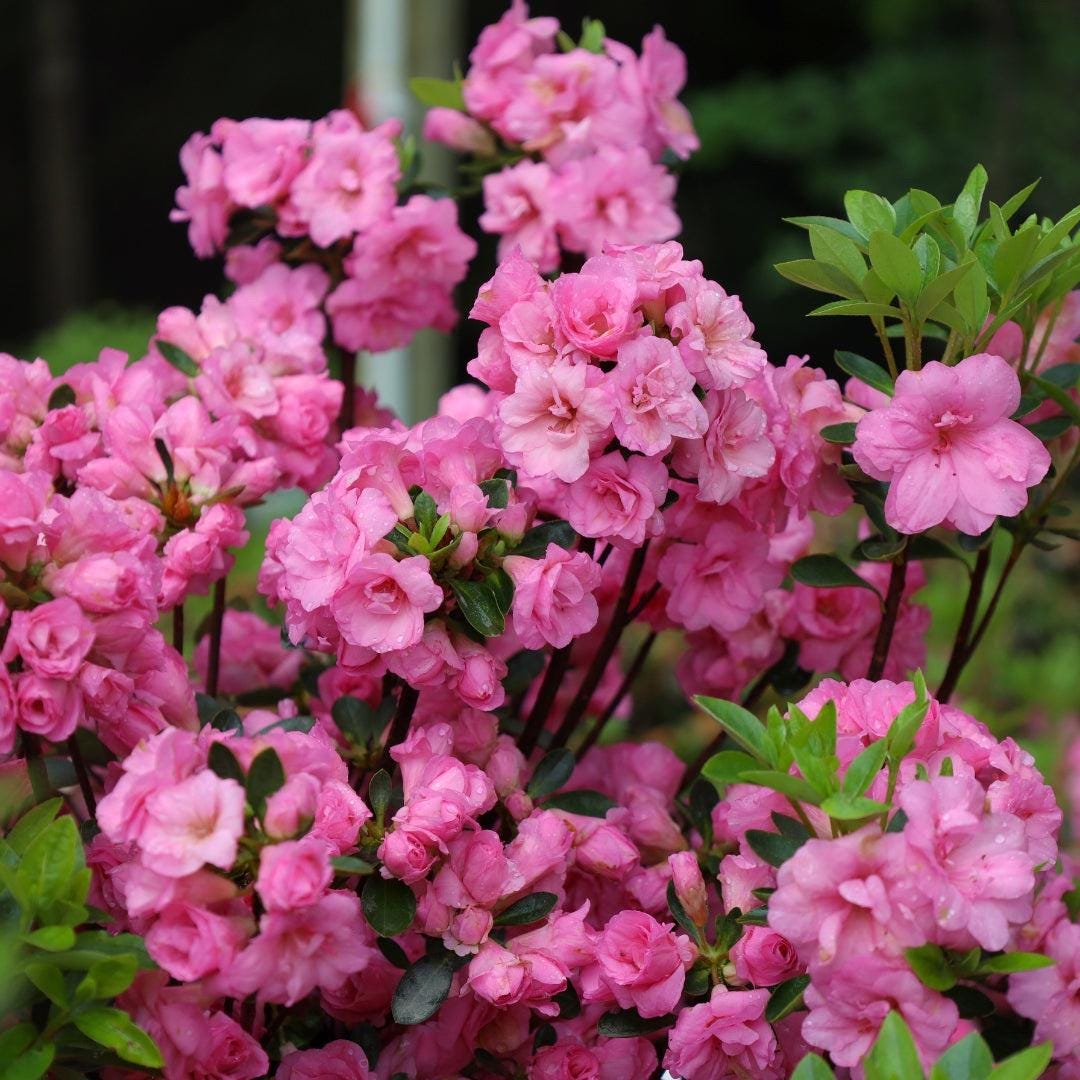 Azalea Rosebud | Double Pink Azalea | Flowering Evergreen Shrub | Dwarf ...