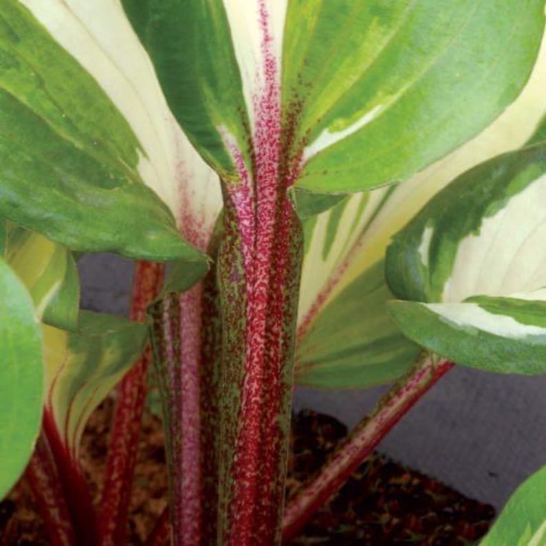 Hosta 'raspberry Sundae' | Small Variegated Plantain Lily - Etsy