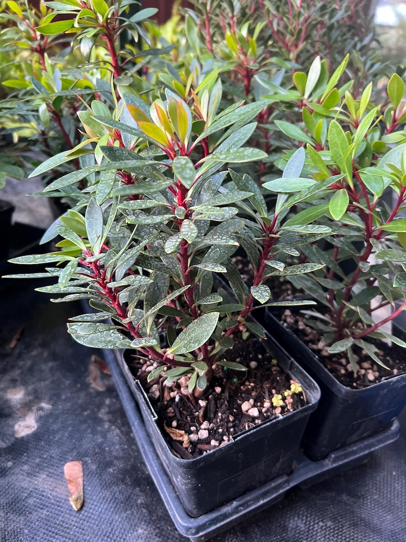 Drimys Lanceolata | Mountain Pepper, Aromatic Evergreen Shrub - Etsy