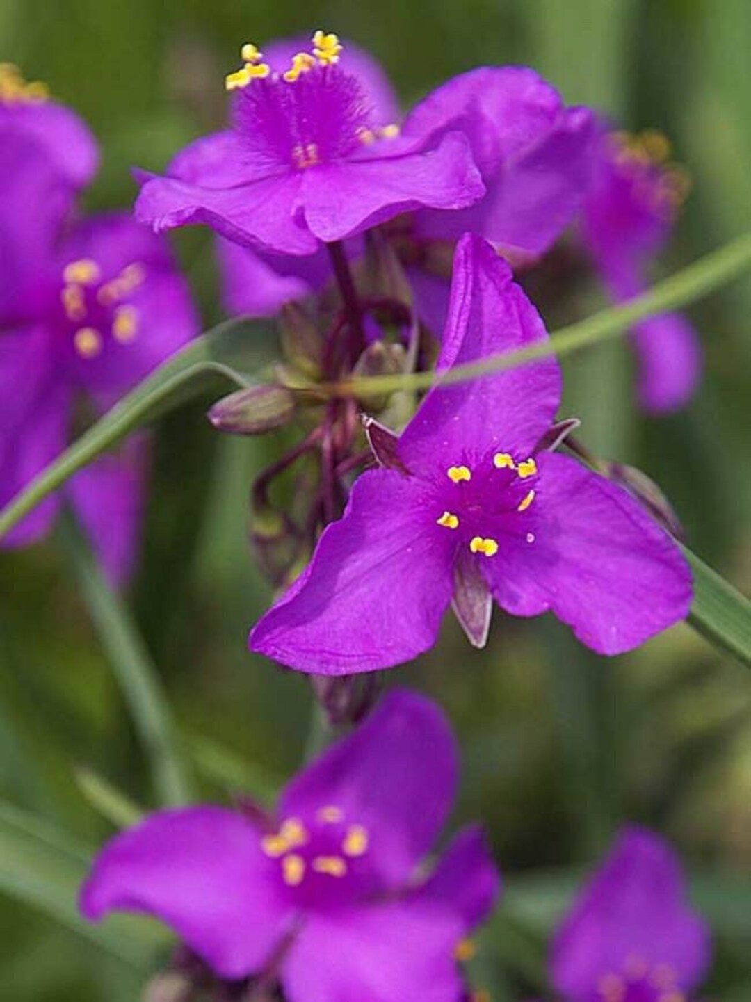 Tradescantia 'red Grape' | Red Violet Spiderwort, Unique Flowering ...