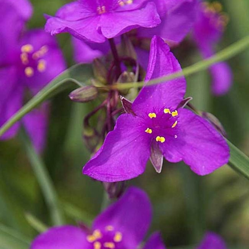 Spiderwort - Etsy
