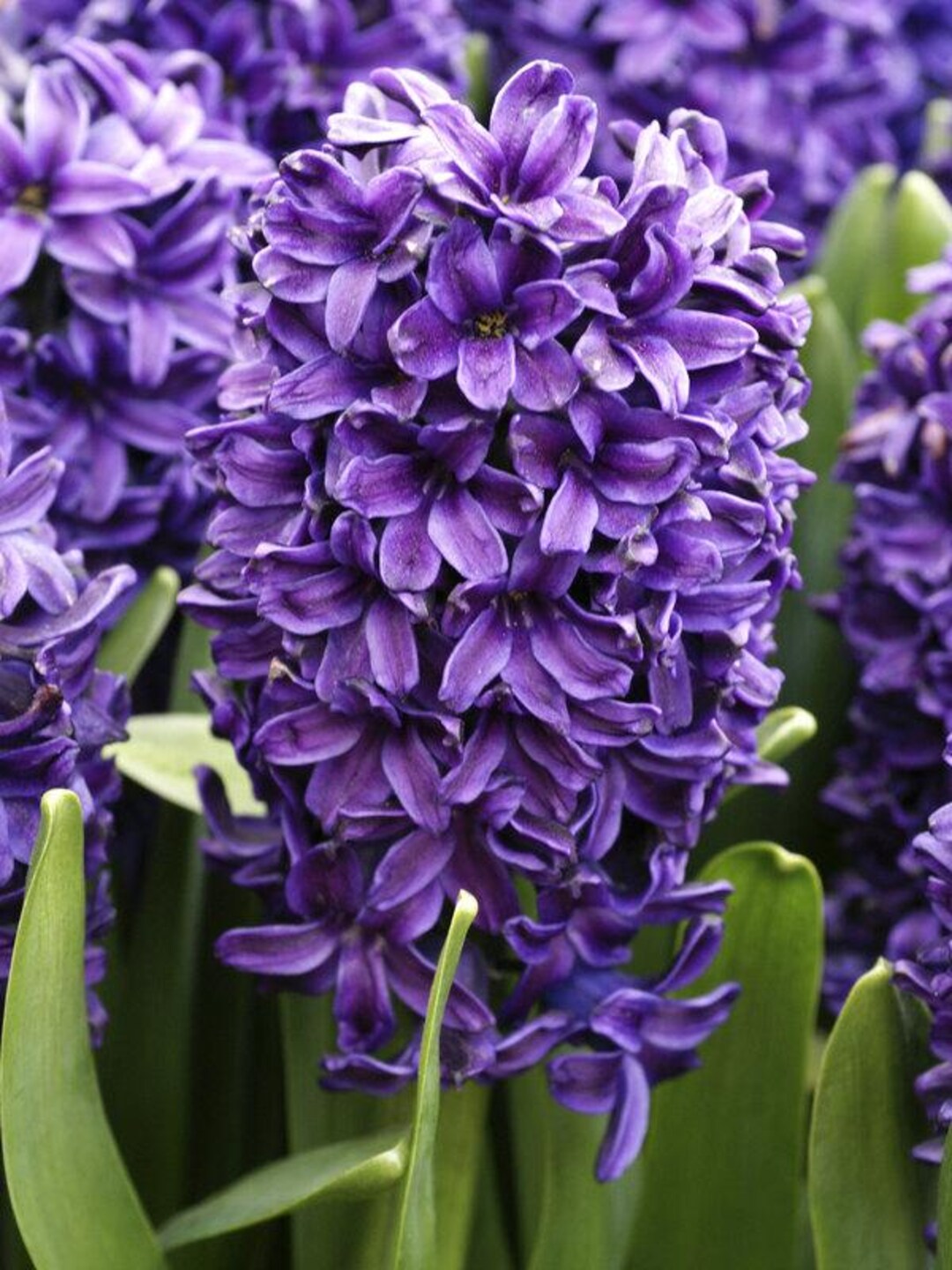Hyacinthus 'peter Stuyvesant' | Deep Violet Blue Hyacinth | Spring ...