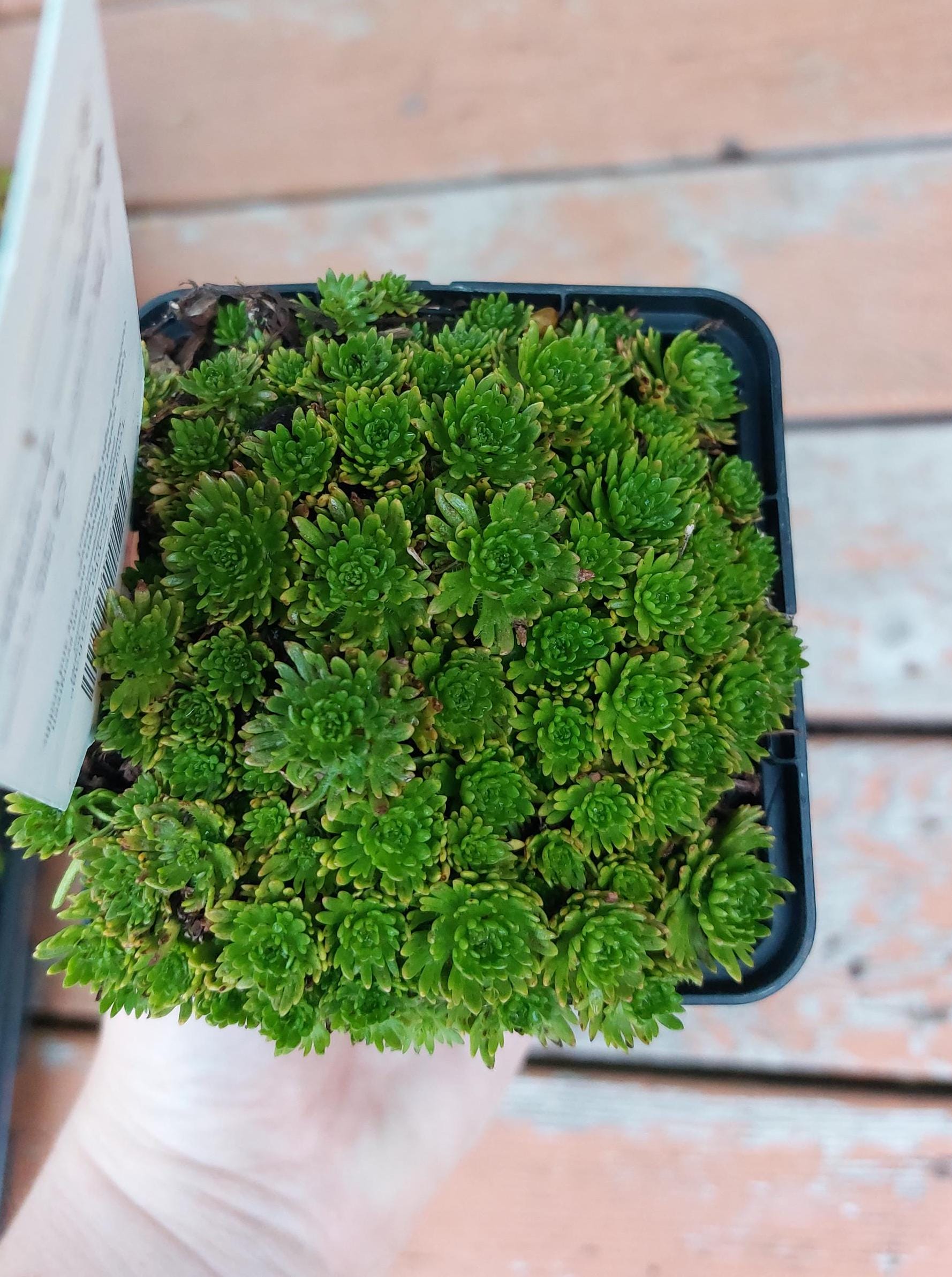 Saxifraga Arendsii ‘touran Deep Red’ | Scarlet Moss Saxifrage, Early ...