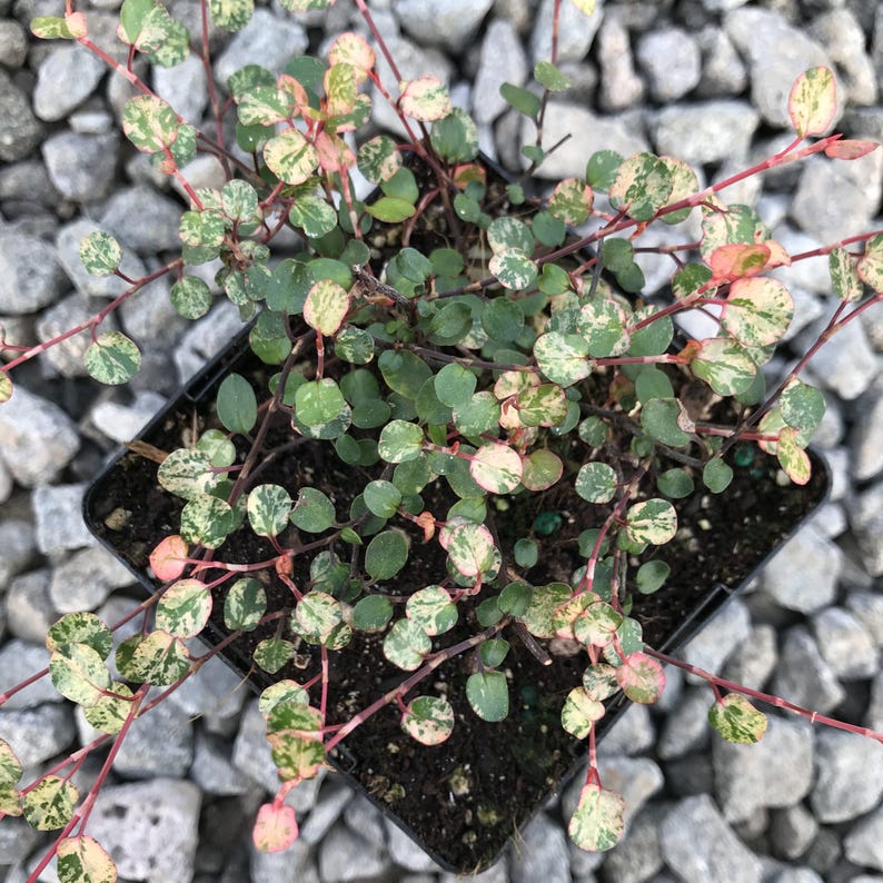 Muehlenbeckia Axillaris 'tricolor' | Multi-colored Wire Vine, Dense ...