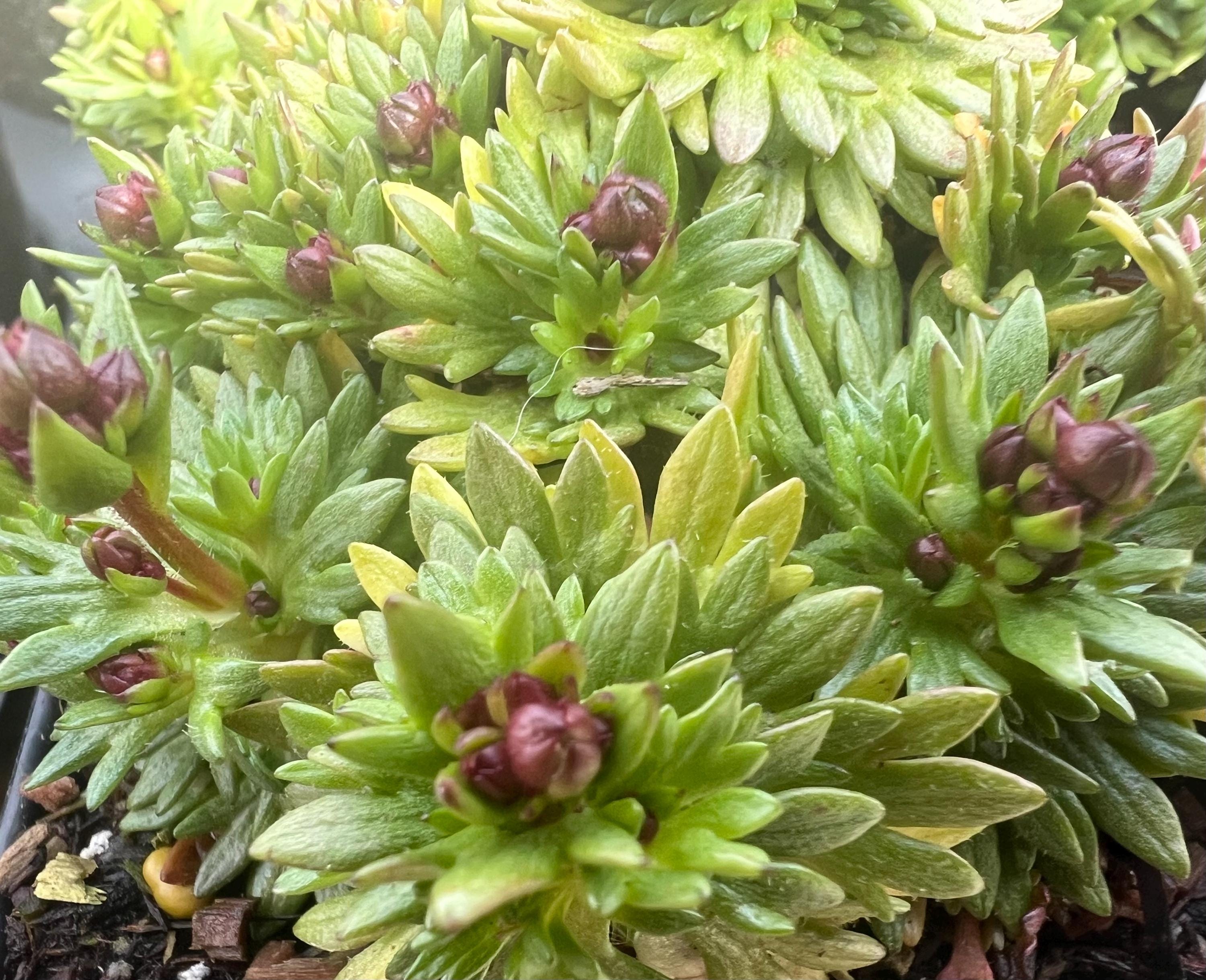 Saxifraga Arendsii ‘touran Deep Red’ | Scarlet Moss Saxifrage, Early ...