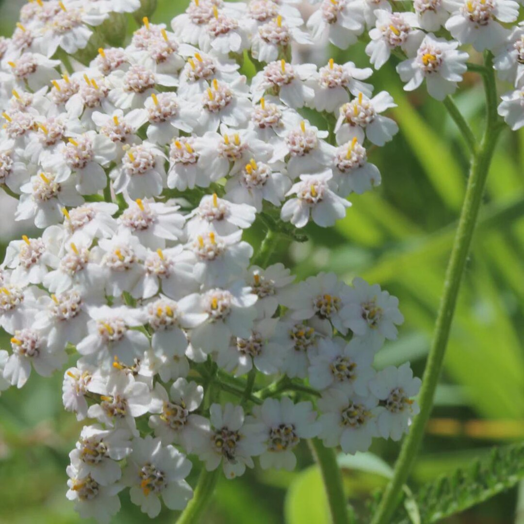 Achillea Millefolium | Native Yarrow Plant | Drought Tolerant Herb ...