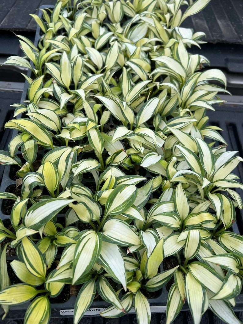 Hosta 'remember Me' | Medium Small Variegated Plantain Lily - Etsy