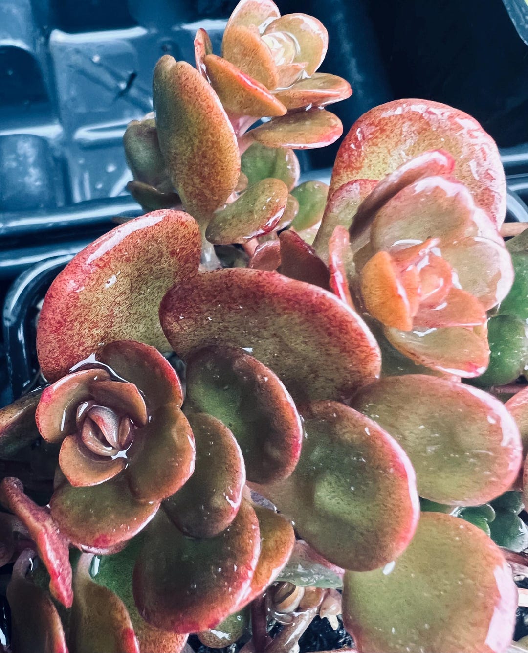NEW Sedum Coral Reef, Stonecrop Succulent, Cold Hardy Evergreen Carpet ...