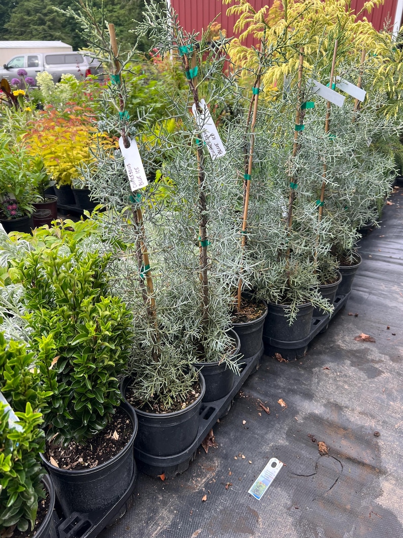 Cupressus Arizonica 'blue Ice' | Arizona Cypress, Evergreen Conifer - 1 ...