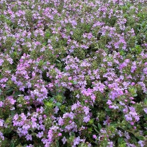 Thymus Serpyllum ‘pink Chintz’ | Pink Creeping Thyme, Aromatic ...