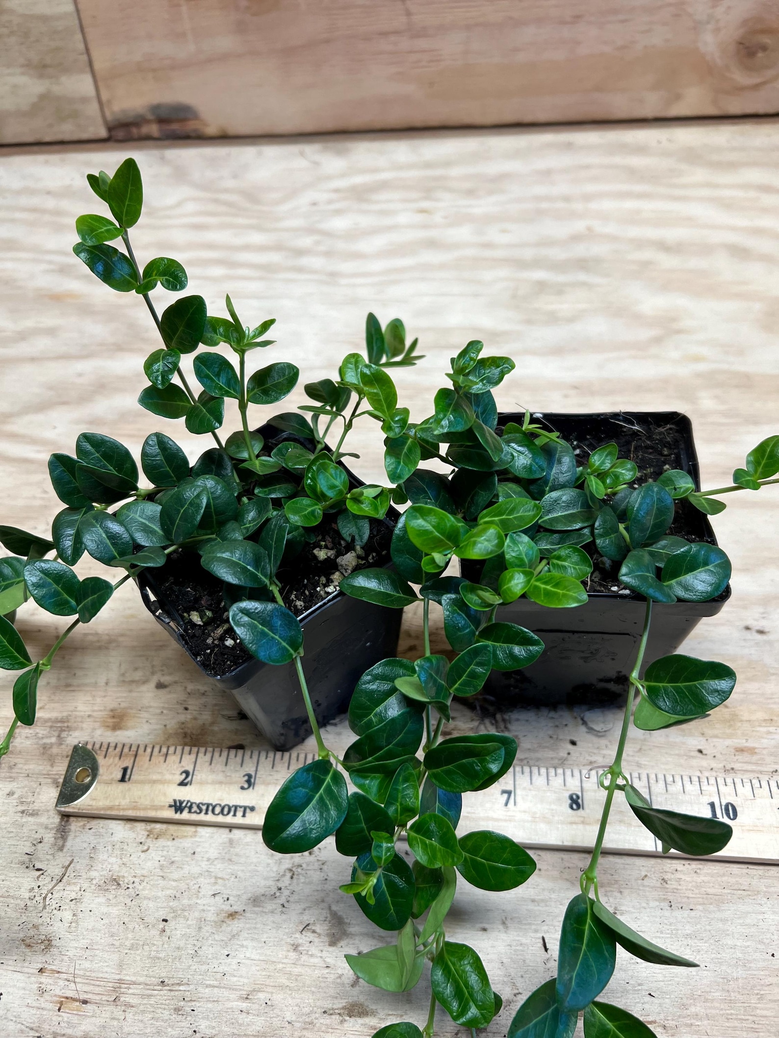 Vinca Minor 'merlot’ | Burgundy Periwinkle, Evergreen Groundcover - Etsy