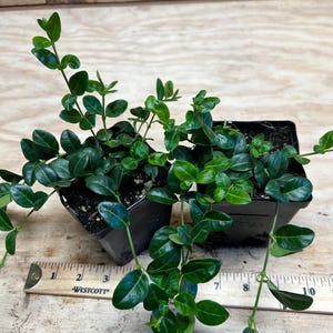 Vinca Minor 'merlot’ | Burgundy Purple Periwinkle | Evergreen ...