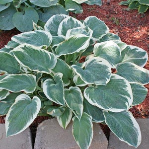 Hosta 'barbara Ann' | Medium Variegated Green and White Hosta ...