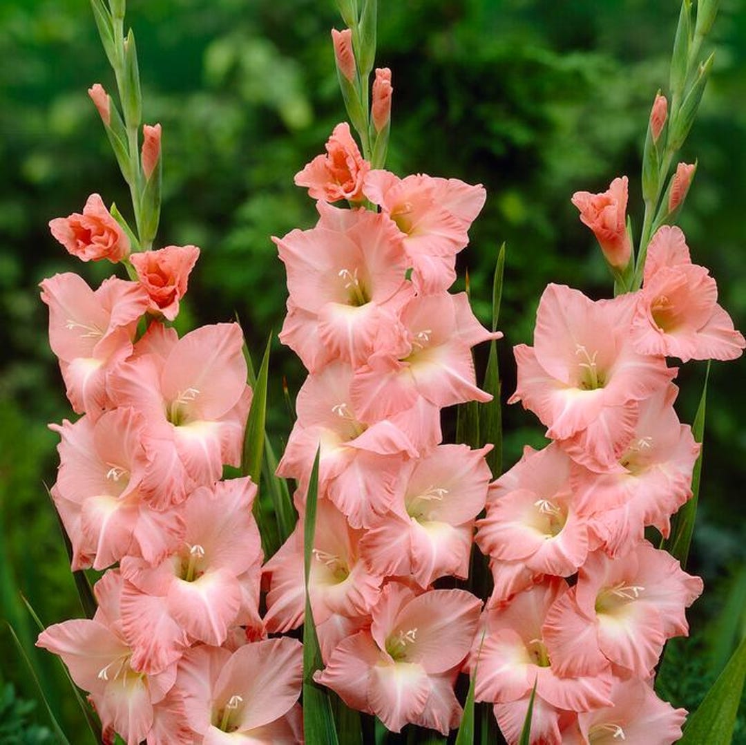 Gladiolus 'rose Supreme' | Sword Lily, Tall Cut Flowers - Spring Bulbs ...