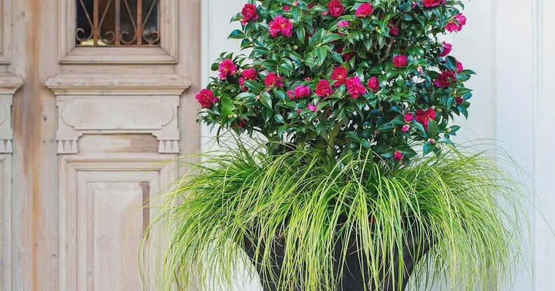 Camellia Sasanqua 'october Magic Ruby' | Evergreen Flowering Shrub ...