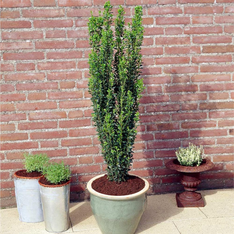 Ilex Crenata 'sky Pencil' | Narrow Upright Boxleaf Japanese Holly ...