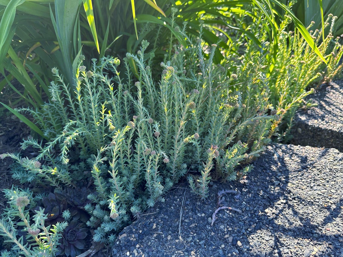 Sedum Reflexum 'blue Spruce' | Blue Stonecrop Succulent, Evergreen - Etsy