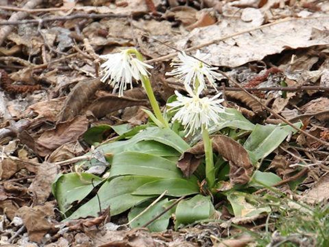 Heloniopsis Orientalis 'snow White', White Sprite, Woodland Lily ...