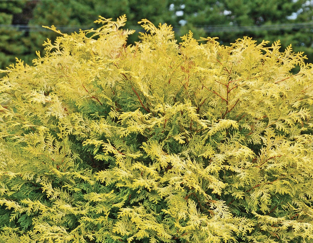 Chamaecyparis O. 'night Light' | Cypress, Dwarf Evergreen Conifer | 1 ...