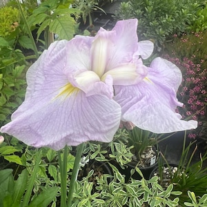 Iris Ensata 'hatsu Kagami' | Pink Japanese Water Iris | Elegant Summer ...