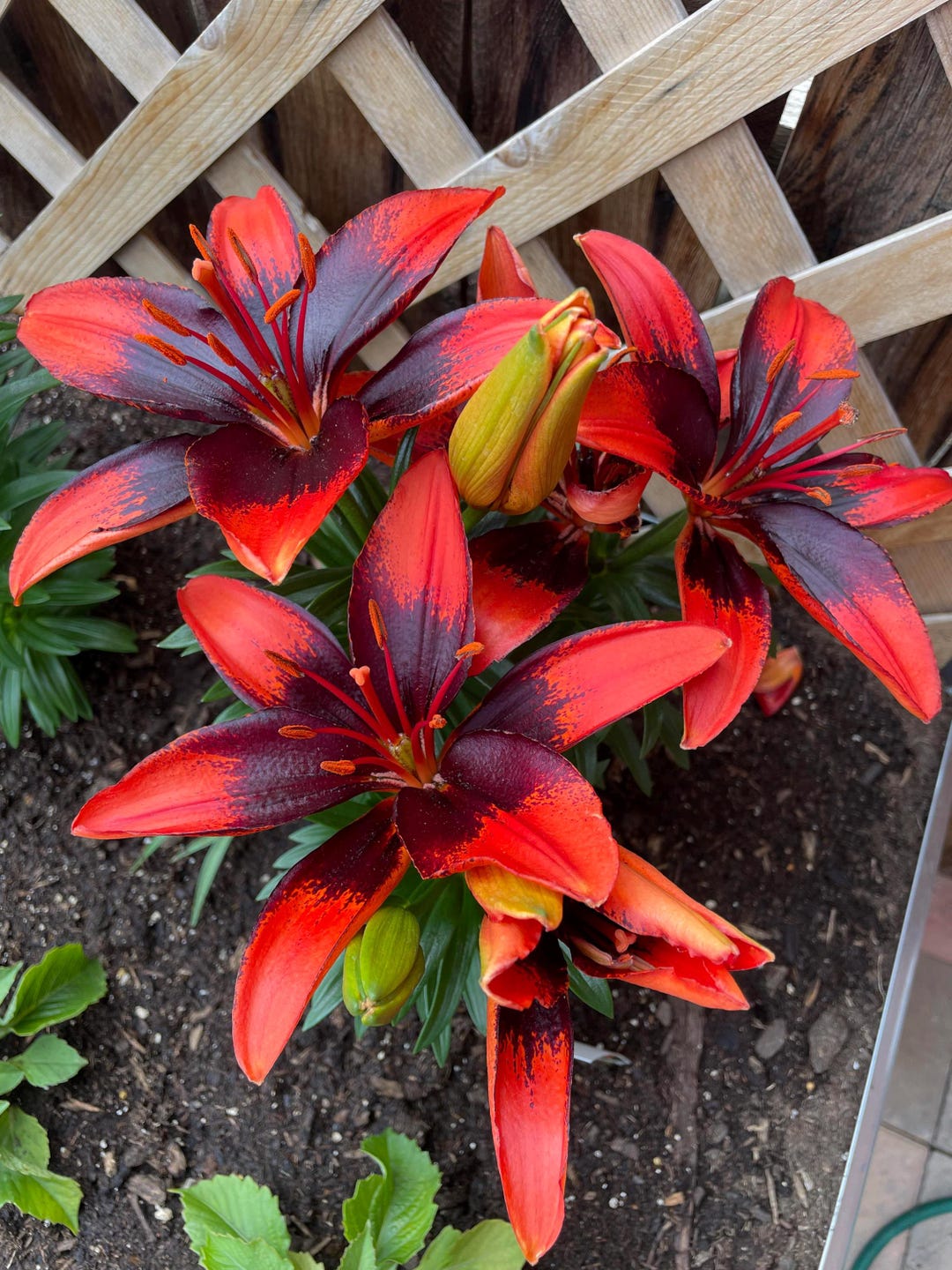 Lilium 'tiny Ink' | Compact Asiatic Lily | Deep Burgundy Blooms ...