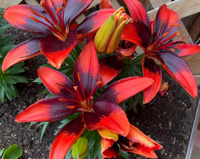 White Lily Asiatic 'CENTERFOLD' Dark Eyes Flowers Lilies Perennial ...