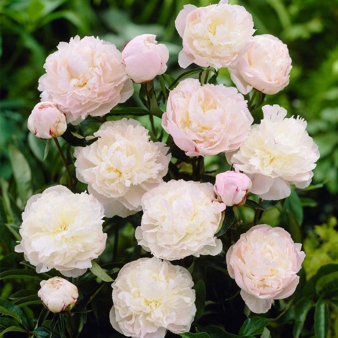 Peony 'shirley Temple' | Fragrant Double White Paeonia - Etsy